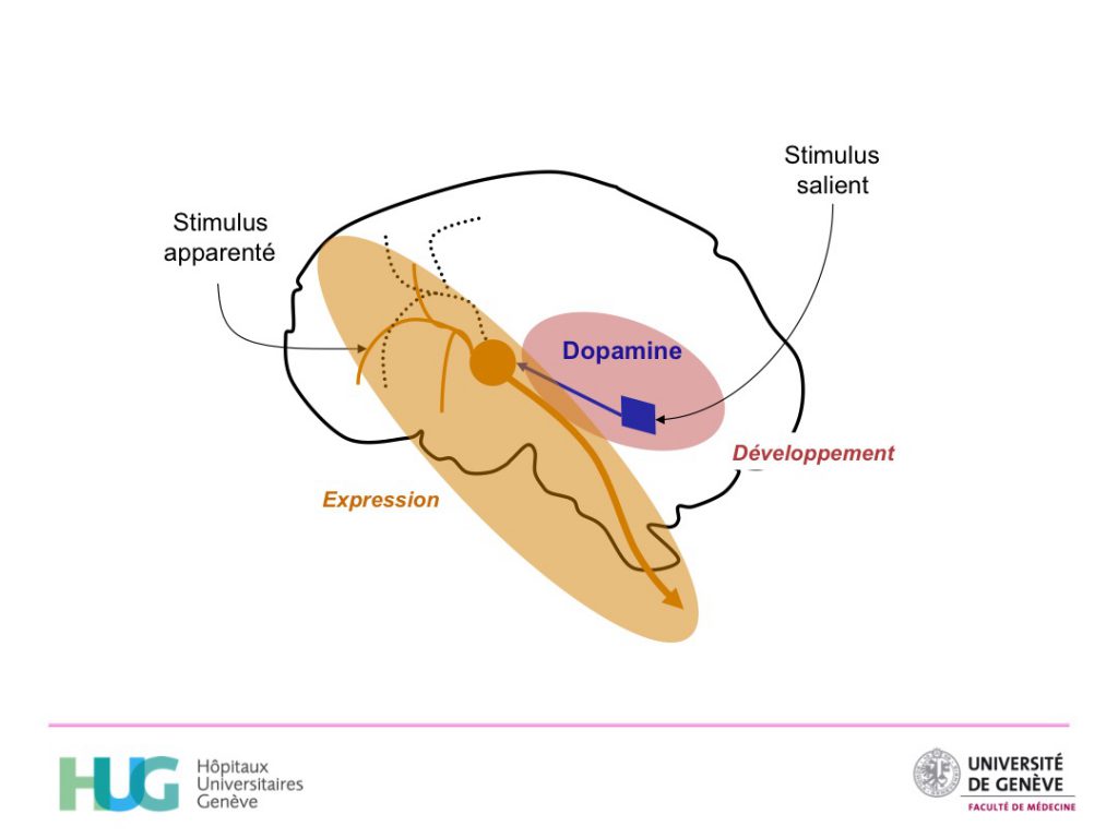 Neurobiologie des addictions - ADDICTOHUG